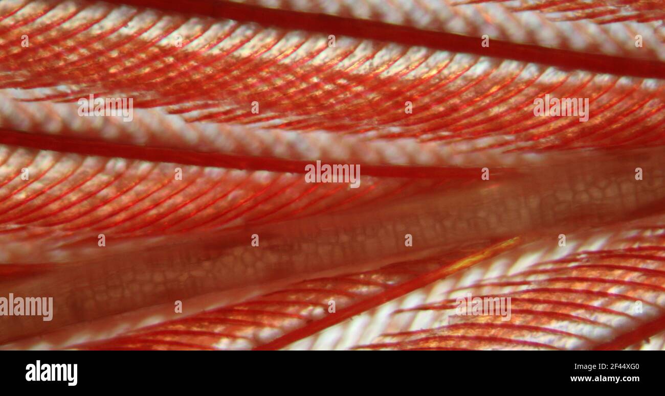 Bird feather at high magnification under the microscope 100x Stock ...