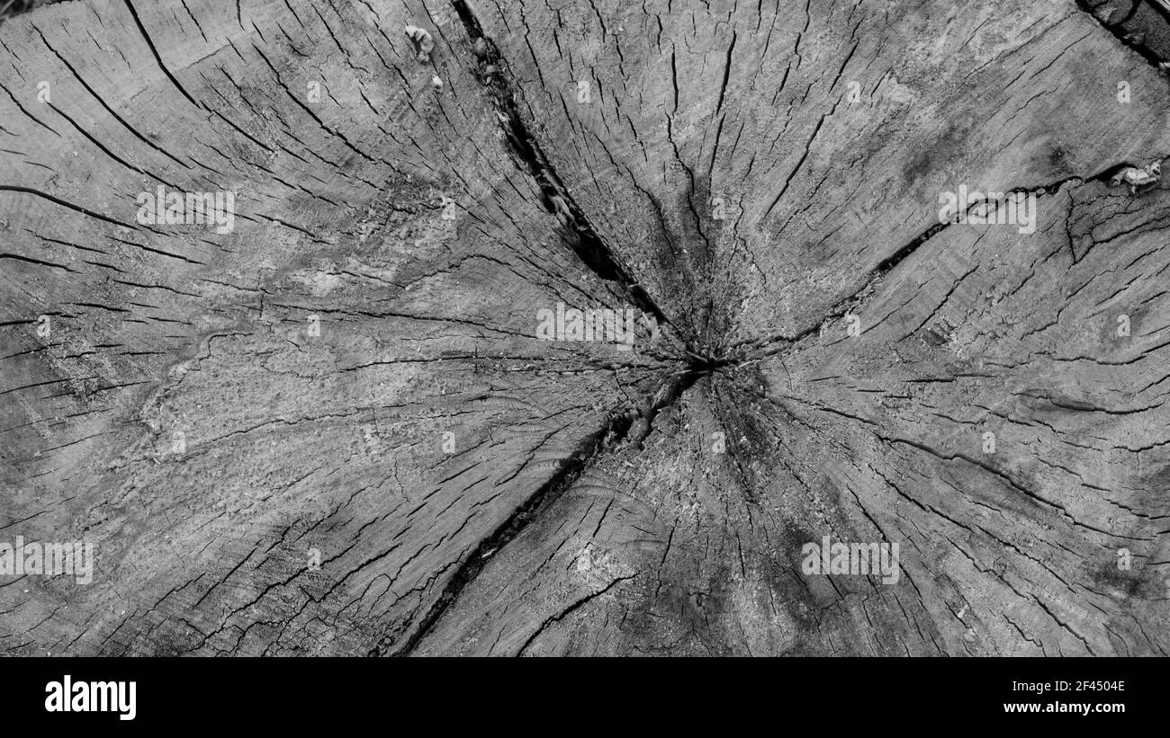 Wood Texture Background Cross Section in high contrast of Large Birch ...