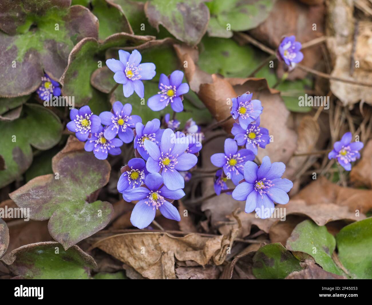 Violet Hepatica nobilis, first spring flowers in the blurred background ...
