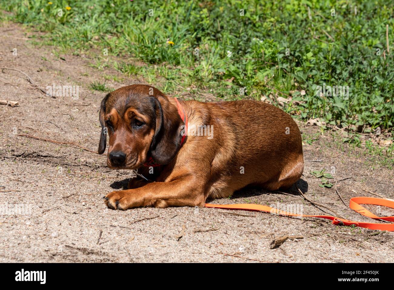 Junger Jagdhund auf seinen Besitzer wartend Stock Photo - Alamy