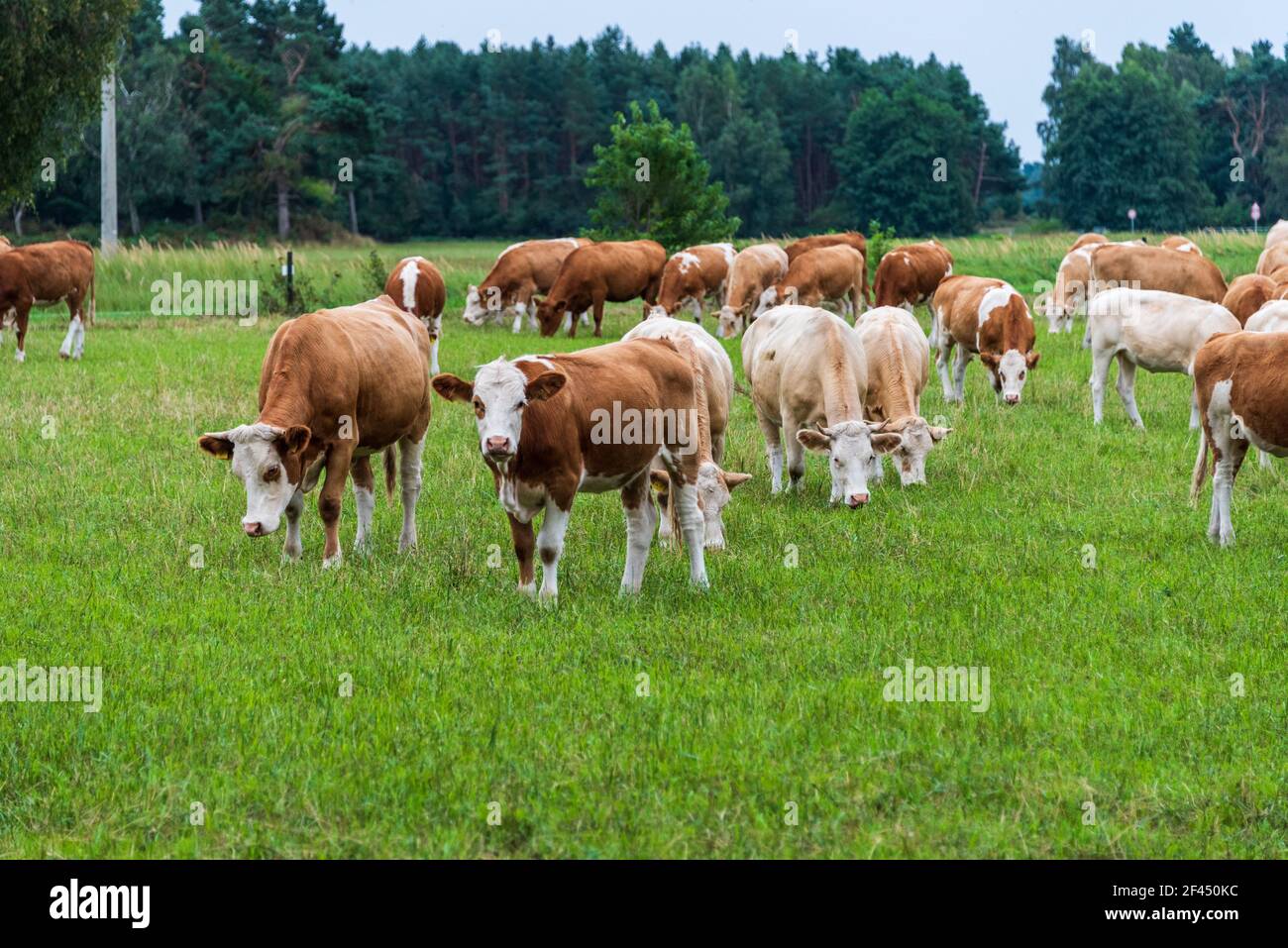 Rotbunt hi-res stock photography and images - Alamy