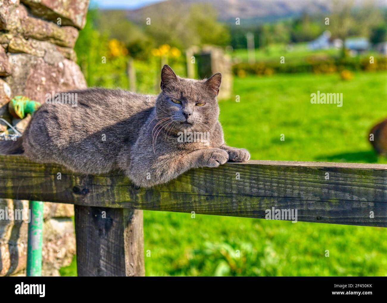 Cat in deep thought Stock Photo - Alamy