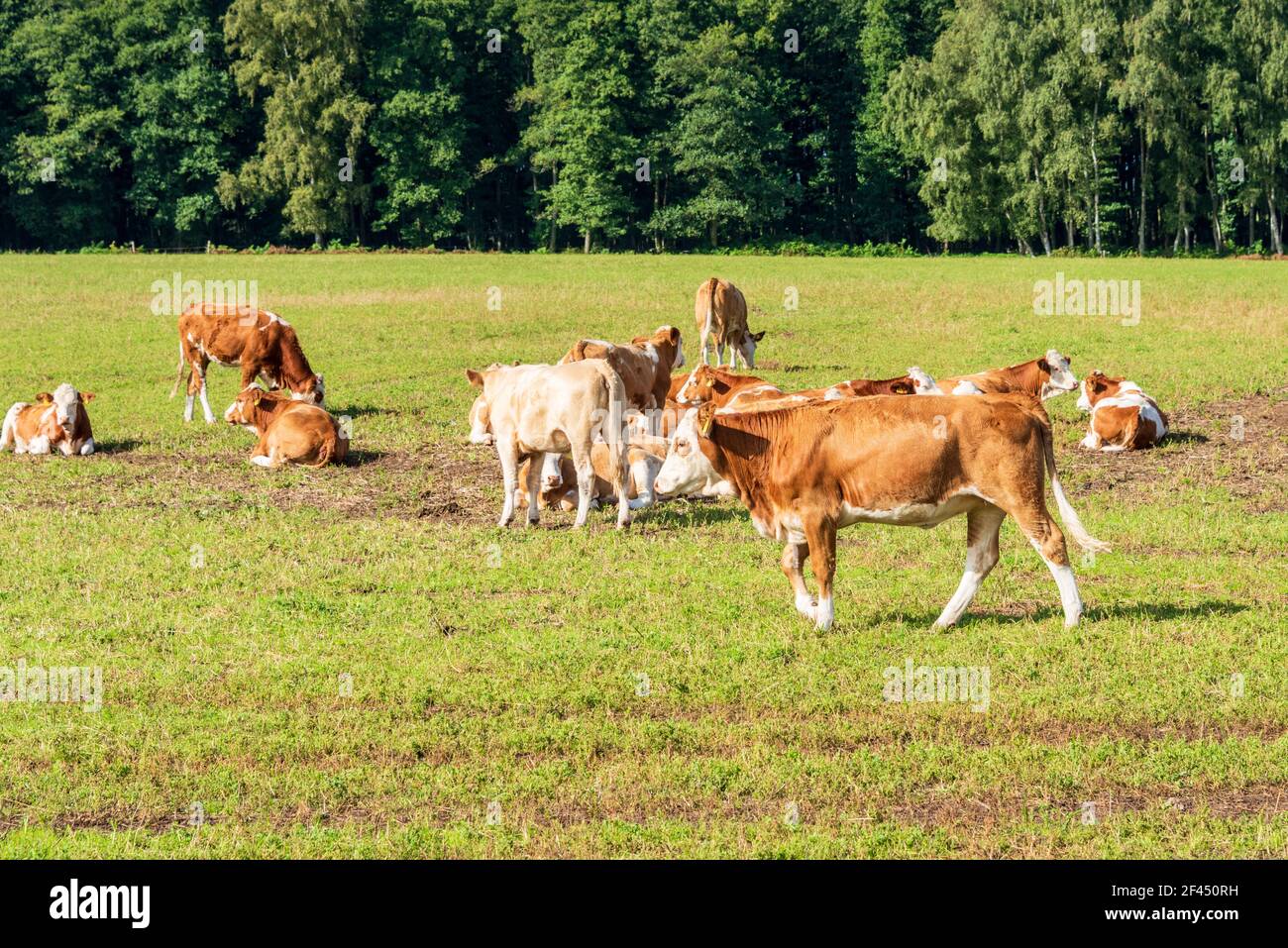 Rind milchvieh hi-res stock photography and images - Alamy