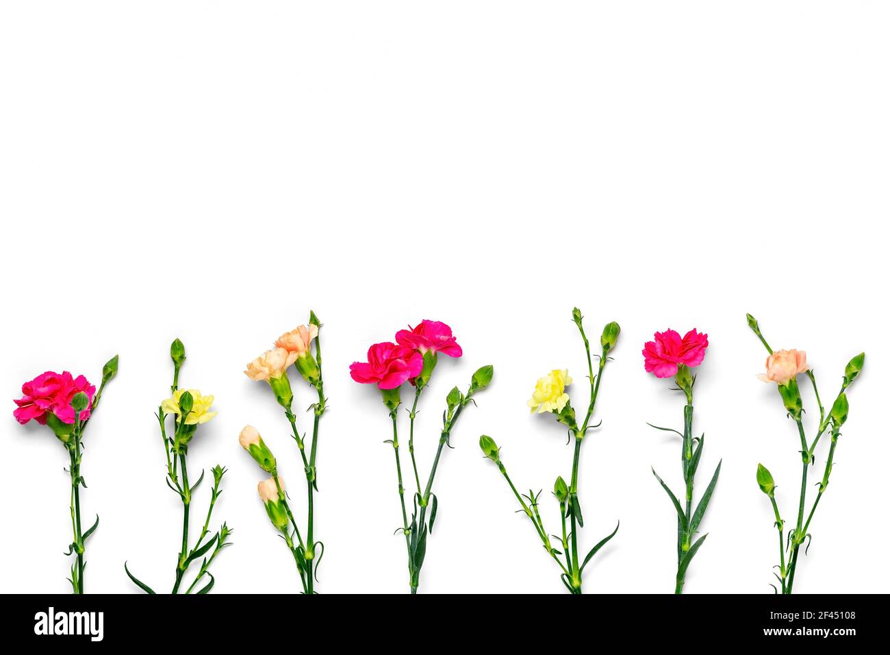 Pink carnation flower frame Cut Out Stock Images & Pictures - Alamy