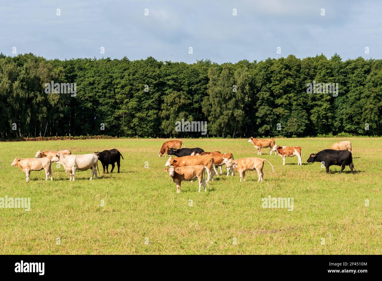 Bauernhof tier hi-res stock photography and images - Alamy