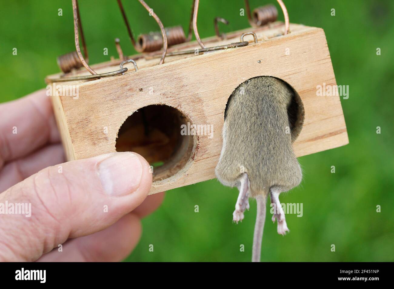 Small mouse trapped in hi-res stock photography and images - Alamy