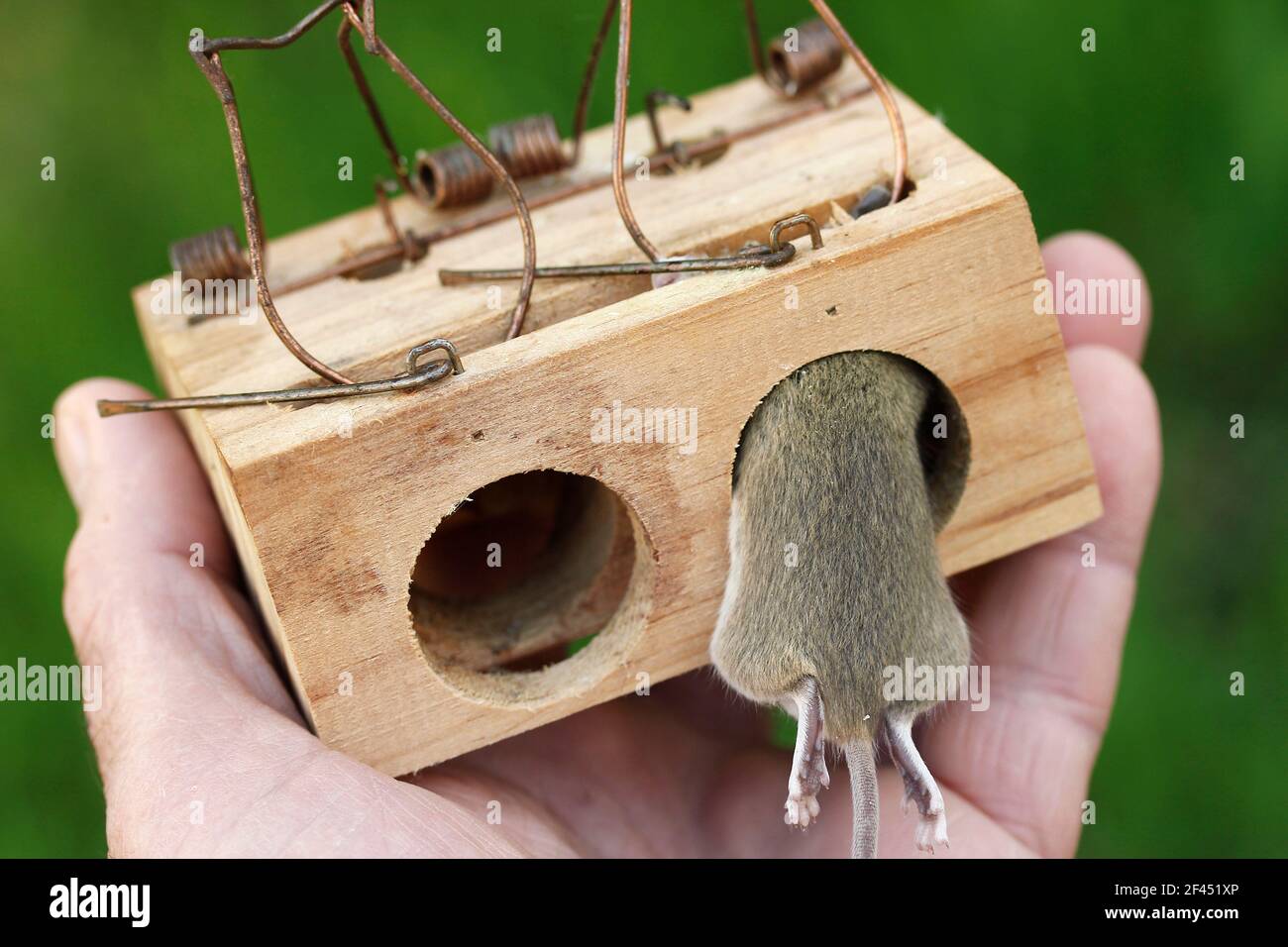 Wooden mouse trap man hi-res stock photography and images - Alamy