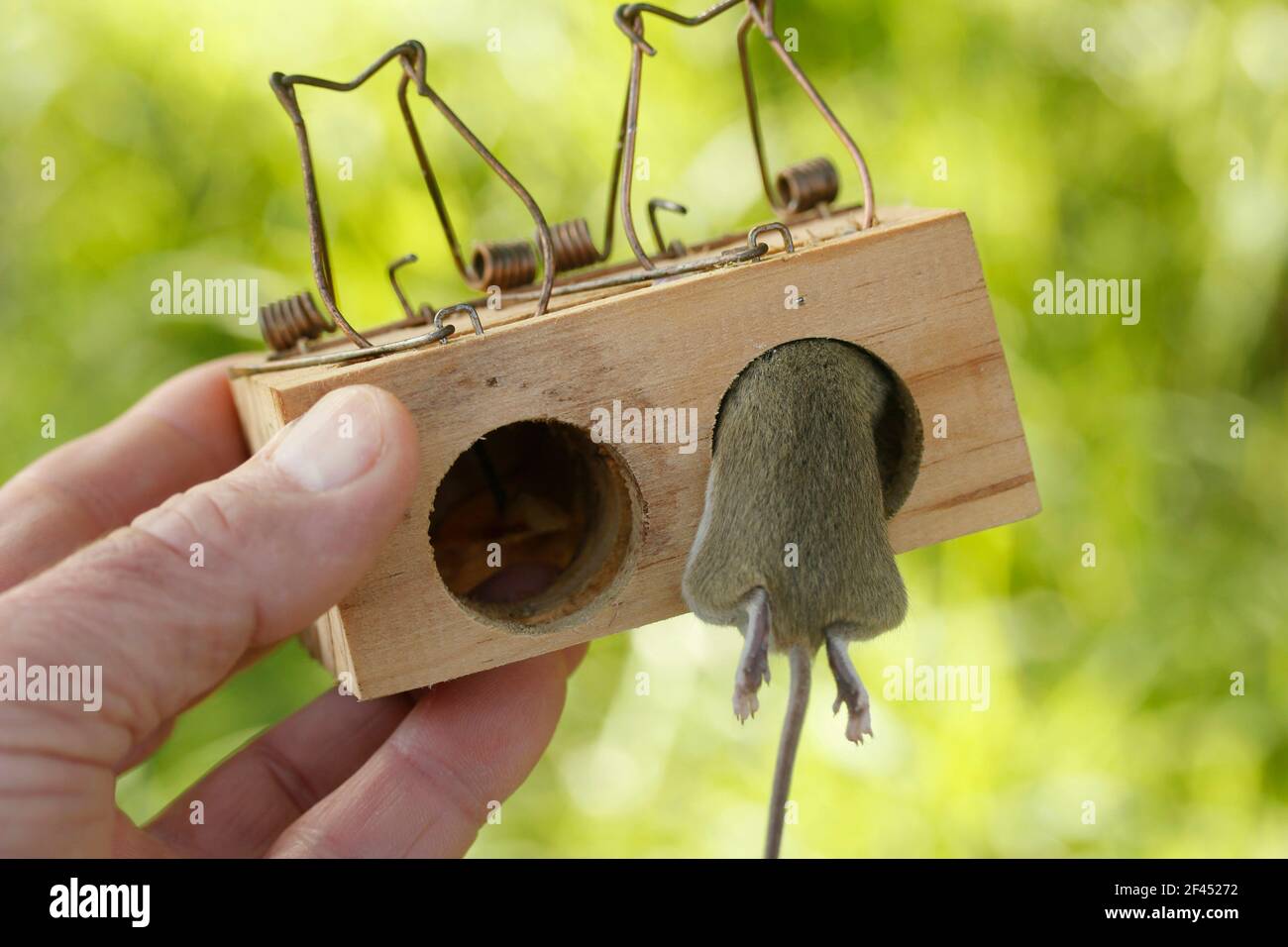 Wooden mouse trap man hi-res stock photography and images - Alamy