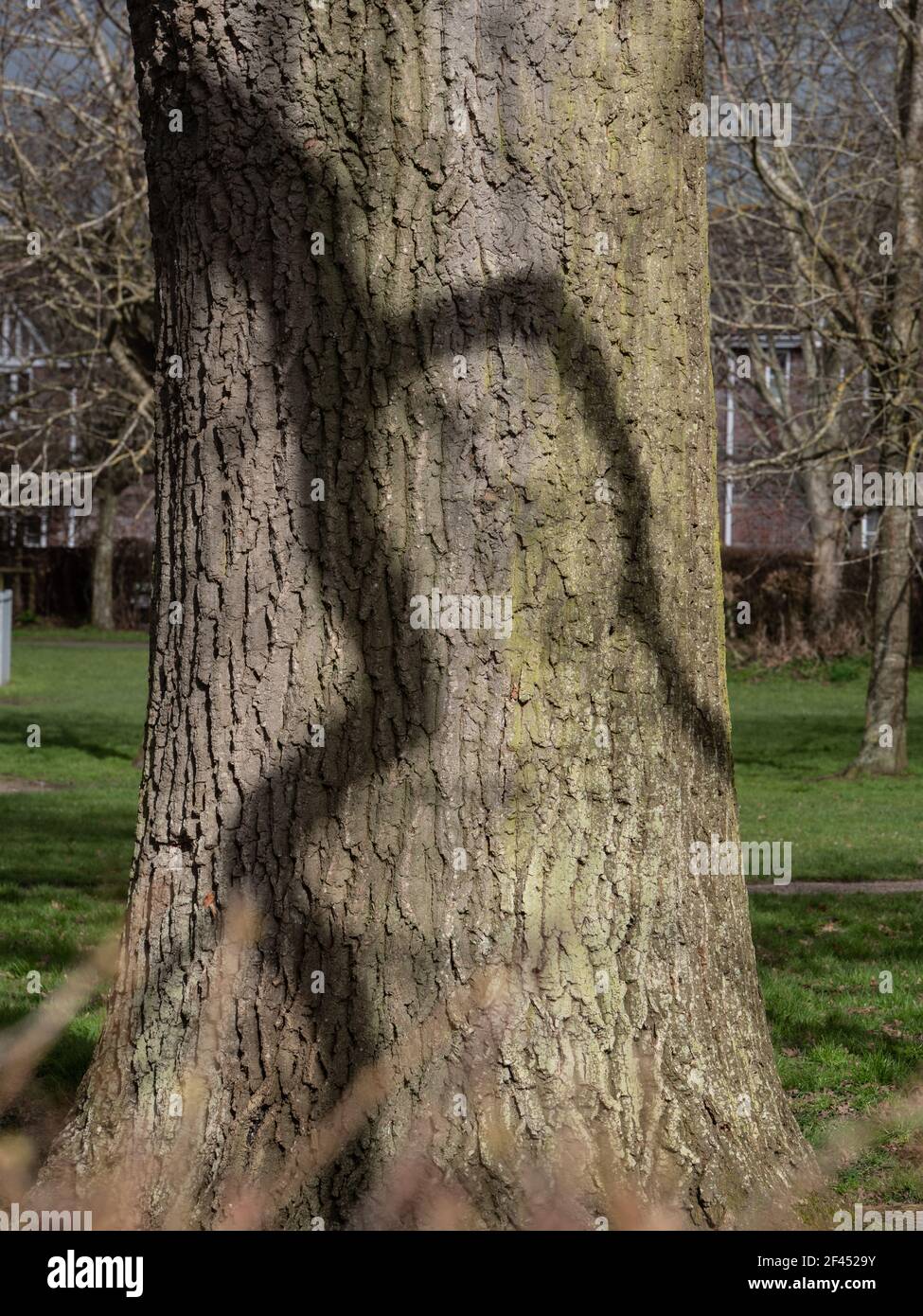 Dancing tree hi-res stock photography and images - Alamy