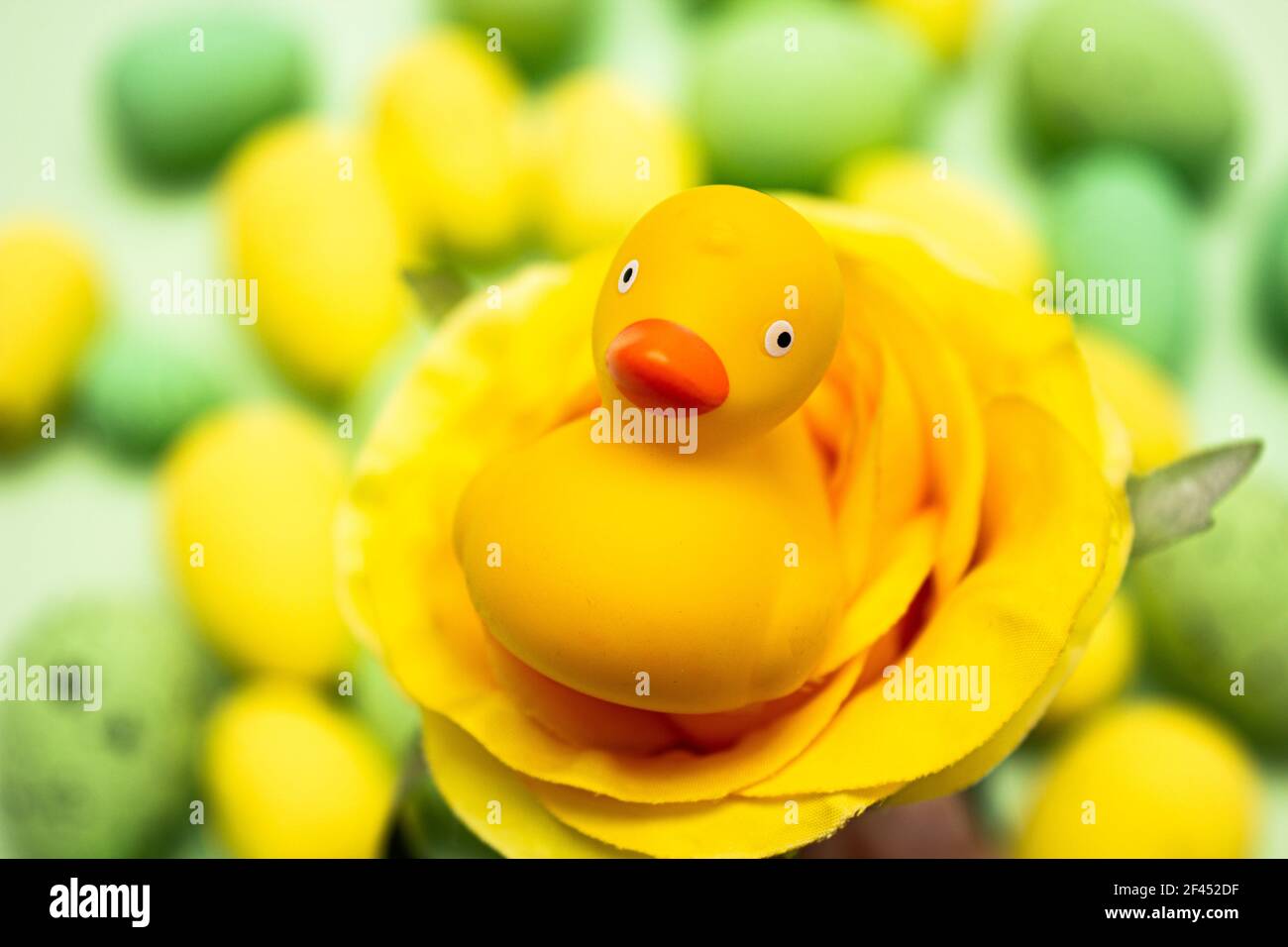 Yellow duck in the yellow flower with green and yellow Easter eggs ...
