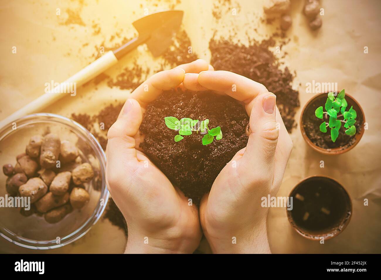 Pull out sprout hi-res stock photography and images - Alamy