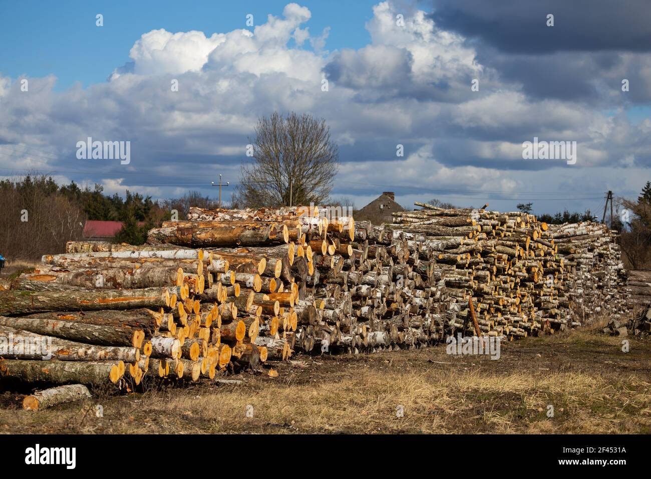 A warehouse of logs in the forest, ready to be sent to the sawmill ...