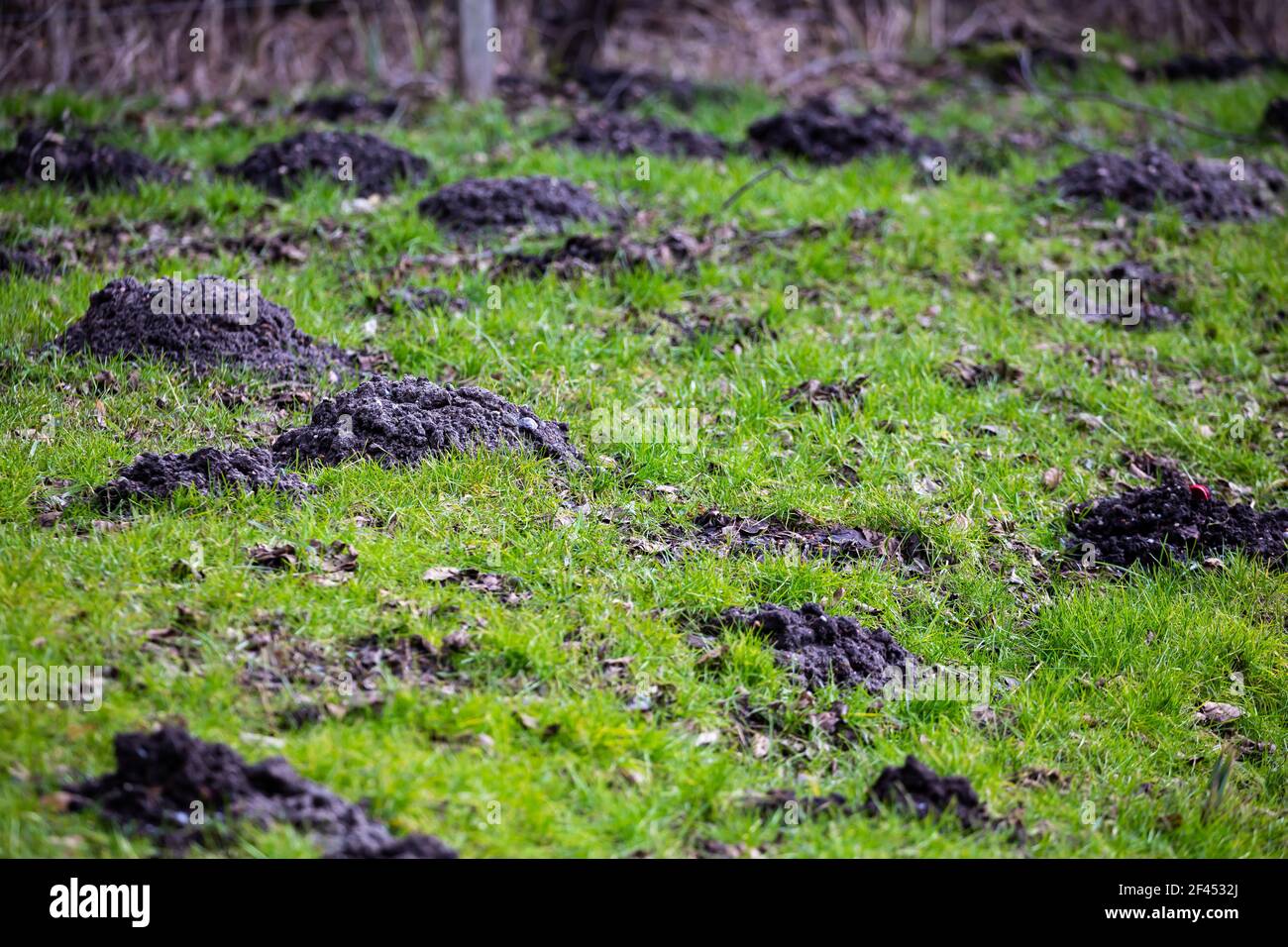 Mole Digging Burrow High Resolution Stock Photography and Images - Alamy