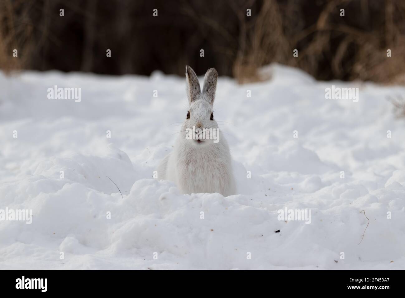 Hare face hi-res stock photography and images - Alamy