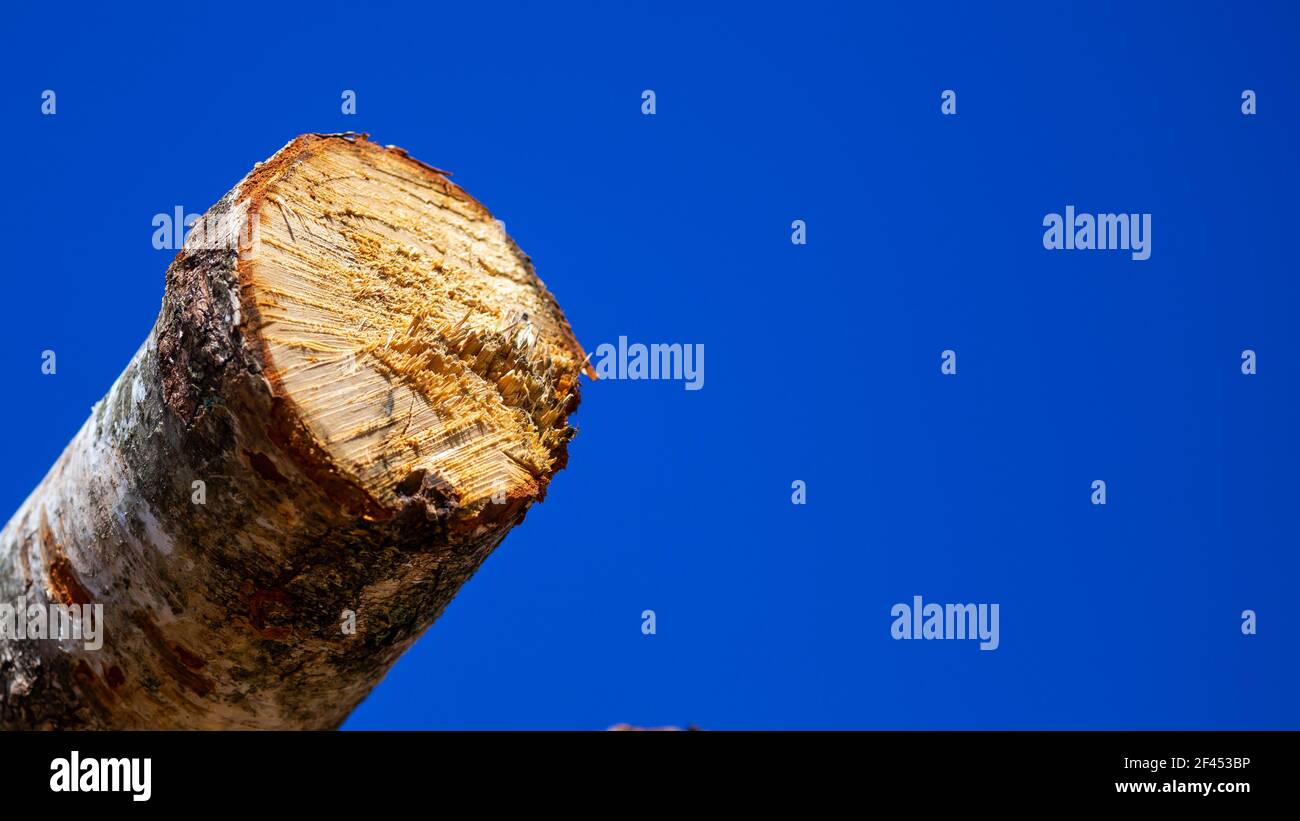 Wooden processing industry hi-res stock photography and images - Alamy