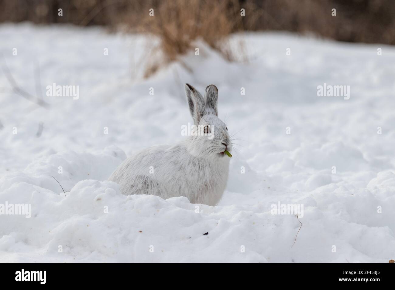 Snowshoe hare winter camouflage hi-res stock photography and images - Alamy