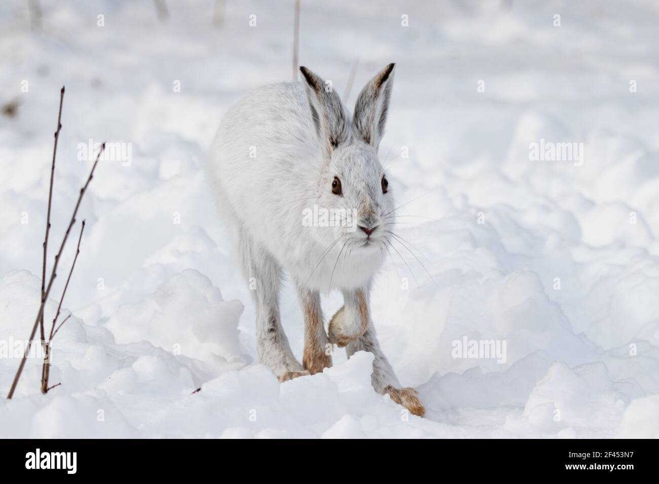 Snowshow hare (aka varying hare) hopping through the snow Stock Photo ...