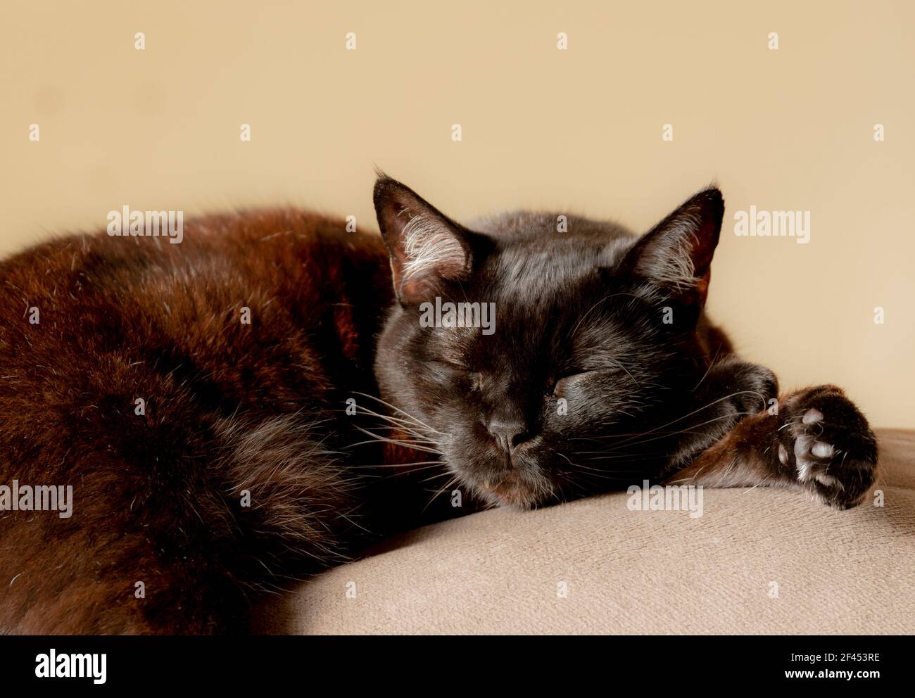 Black and brown cat lying over the sofa Stock Photo - Alamy