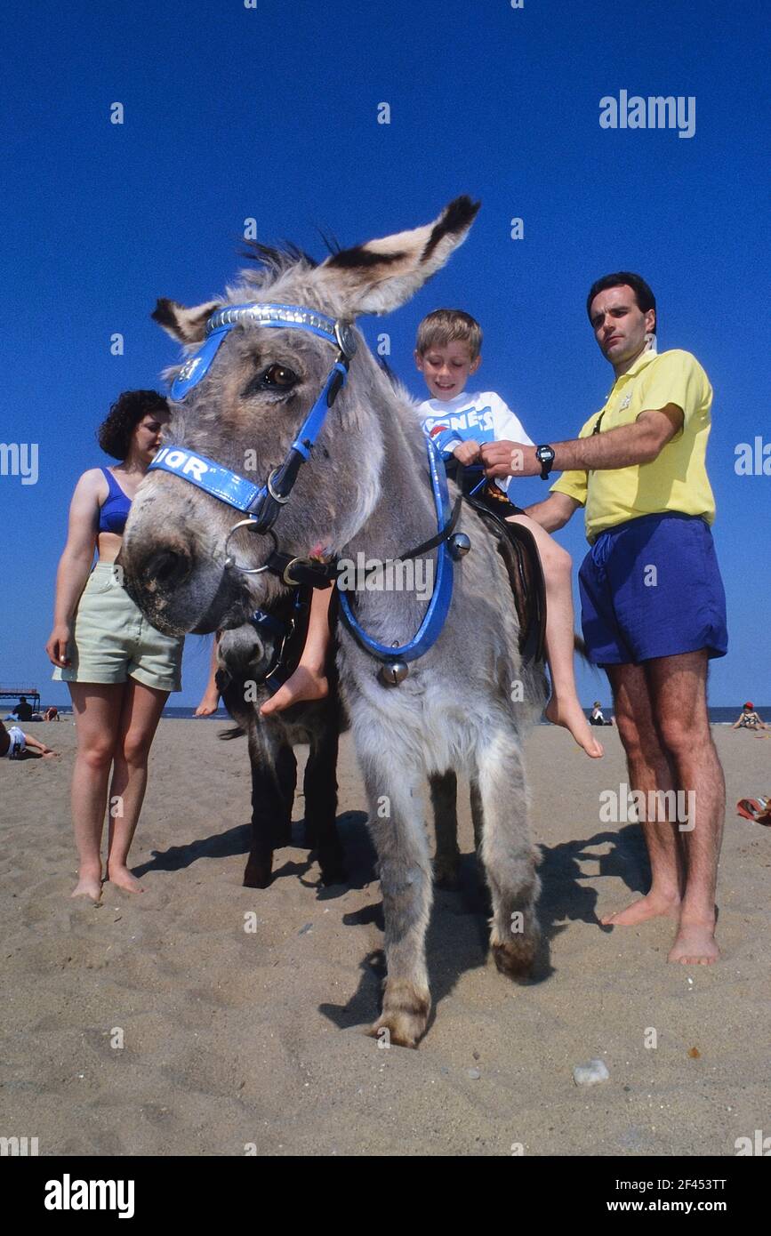 Donkeys on a beach hi-res stock photography and images - Alamy