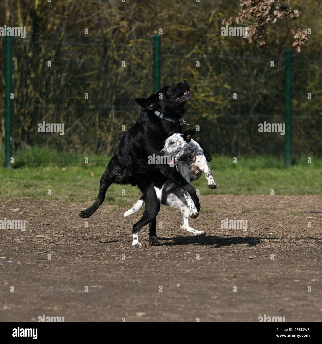 A Dalmatian fighting with a black Majorca Shepherd at the training in a ...