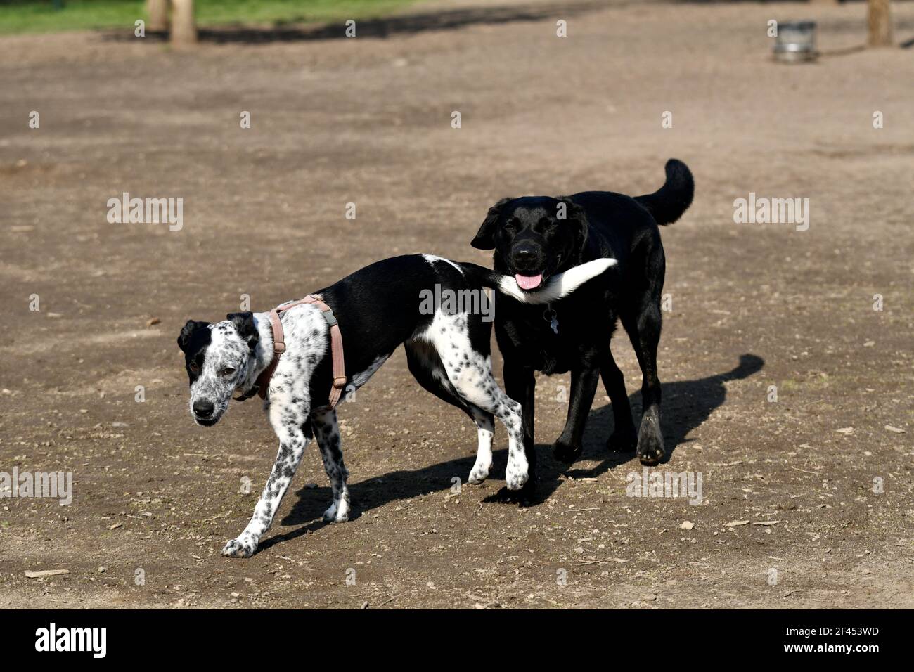 Majorca shepherd hi-res stock photography and images - Alamy