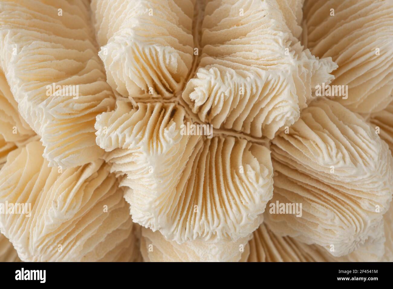 Coral skeleton hi-res stock photography and images - Alamy