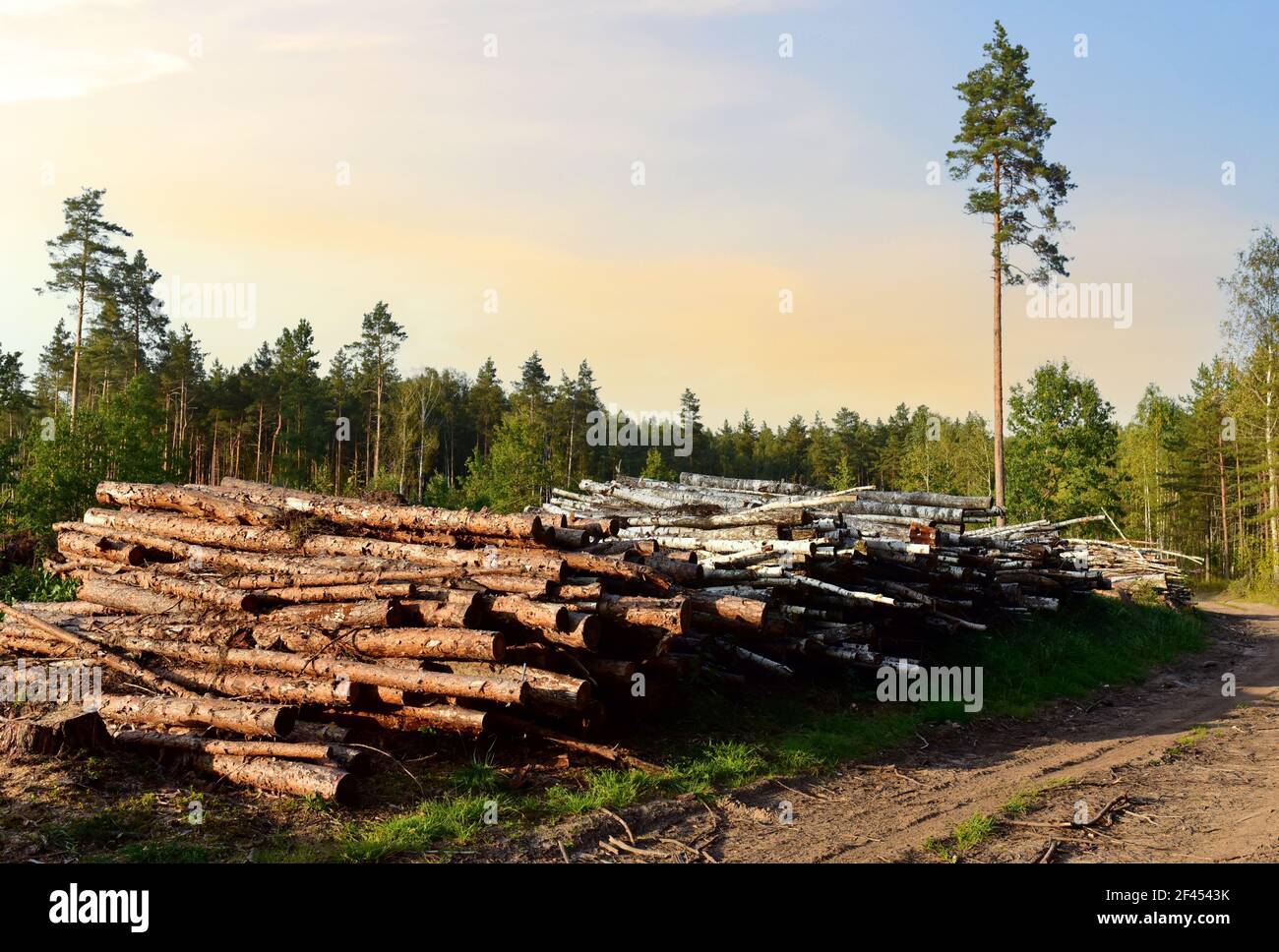 Tanbark harvesting hi-res stock photography and images - Alamy