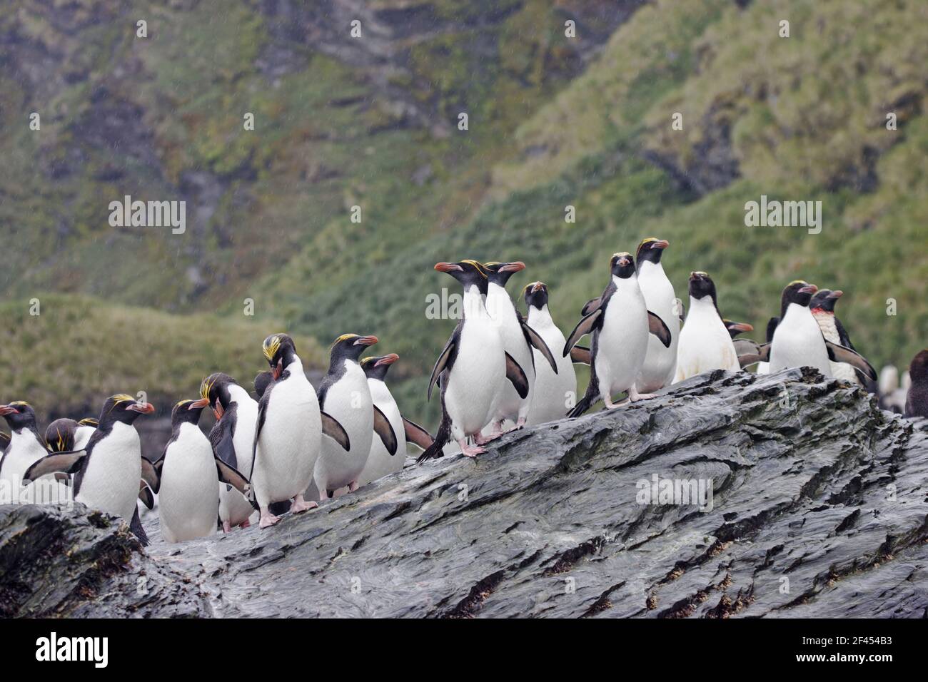 Group of macaroni penguins hi-res stock photography and images - Alamy
