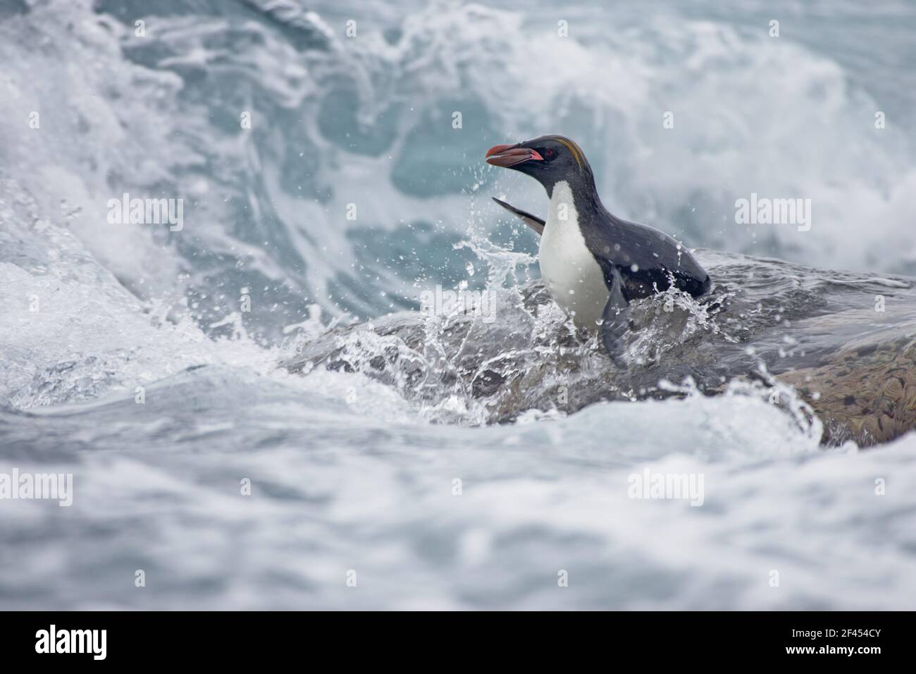 Macaroni Penguin - Entering sea Eudyptes chrysolophus Royal Bay South ...