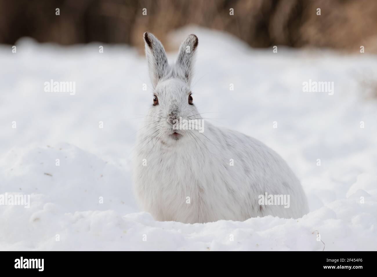 Snowshoe hare in winter camouflage hi-res stock photography and images ...