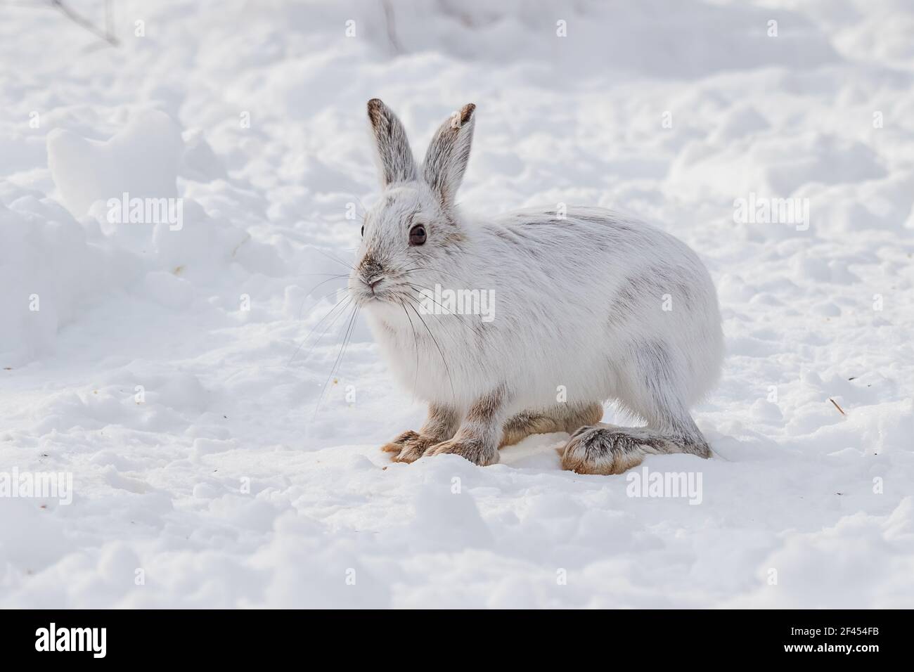Snowshoe hare feet hi-res stock photography and images - Alamy