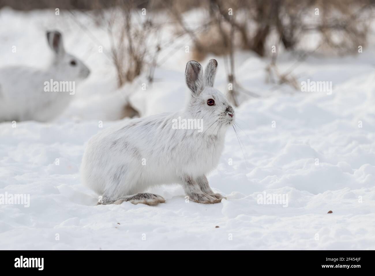 Snowshoe hare feet hi-res stock photography and images - Alamy