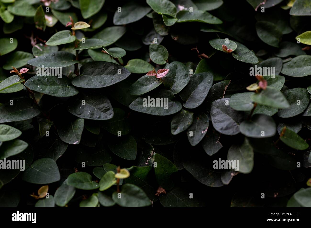 A closeup of the grown green leaves with bumpy textures Stock Photo - Alamy