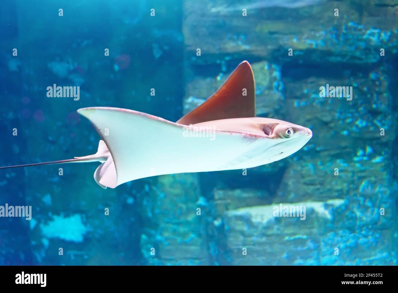 Stingray face hi-res stock photography and images - Alamy