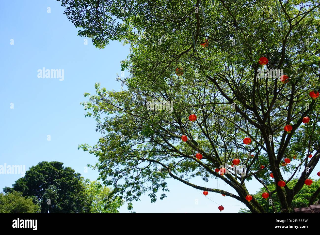 The red lantern hanging on the tree during chinese new year at kuala ...