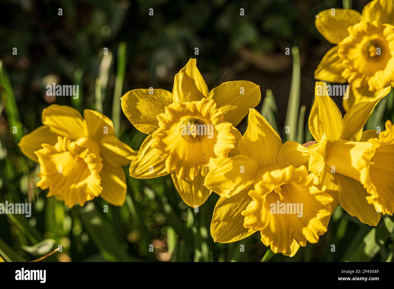 Yellow wild greek flowers hi-res stock photography and images - Alamy