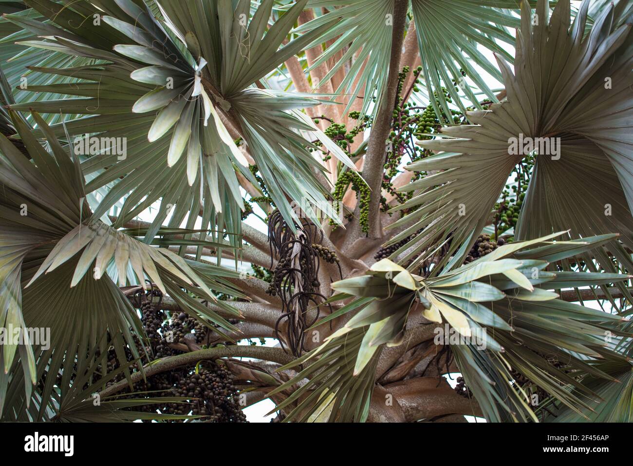 A closeup shot of an ornamental palm Stock Photo - Alamy