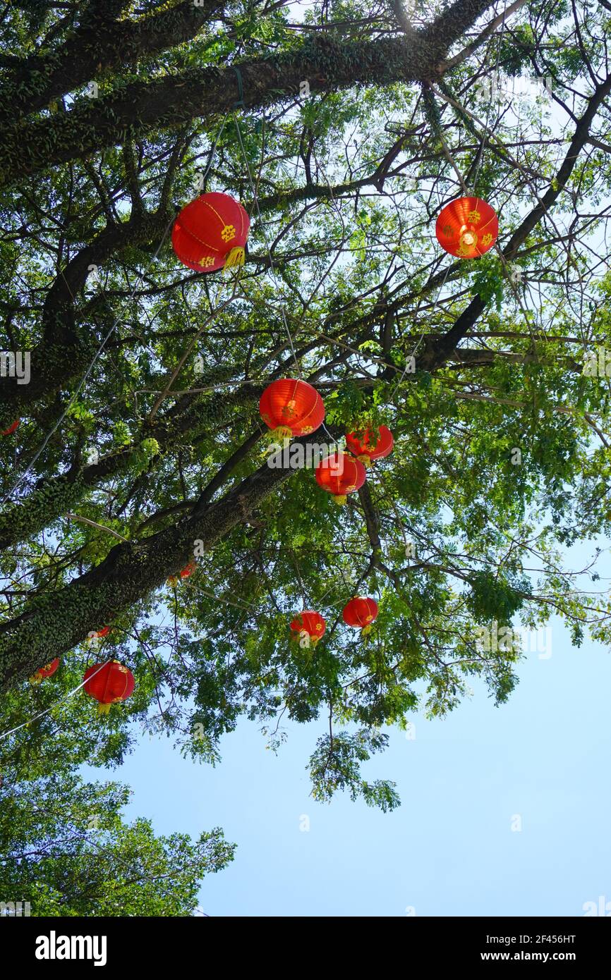 Lanterns pine hi-res stock photography and images - Alamy