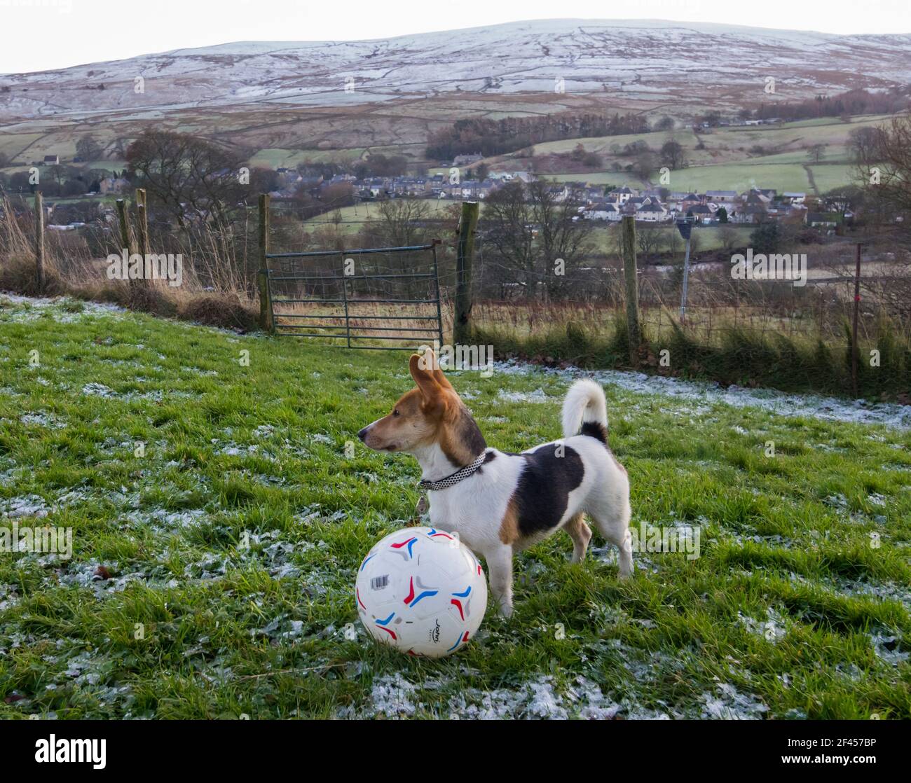 A small dog - a Jack Russell / Corgi cross (a Cojack) - stands guard ...