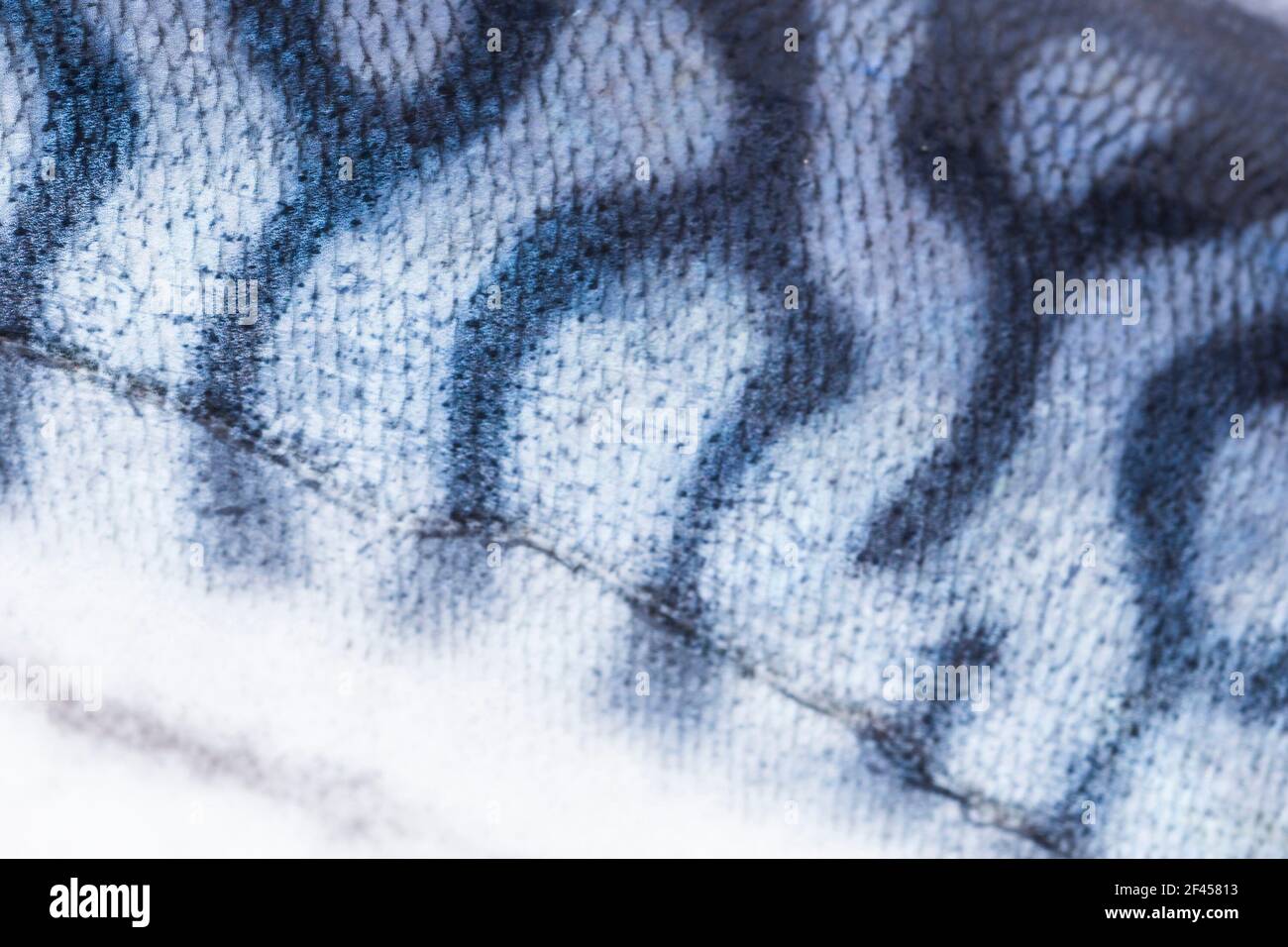 Coloring of skin mackerel fish close up. Texture fish mackerel ...