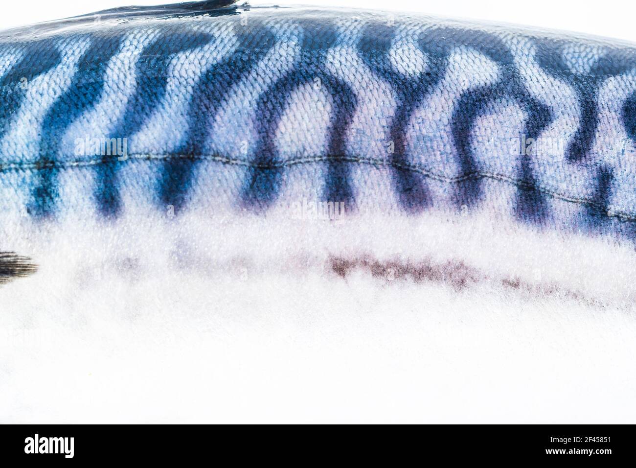 Coloring of skin mackerel fish close up. Texture fish mackerel ...