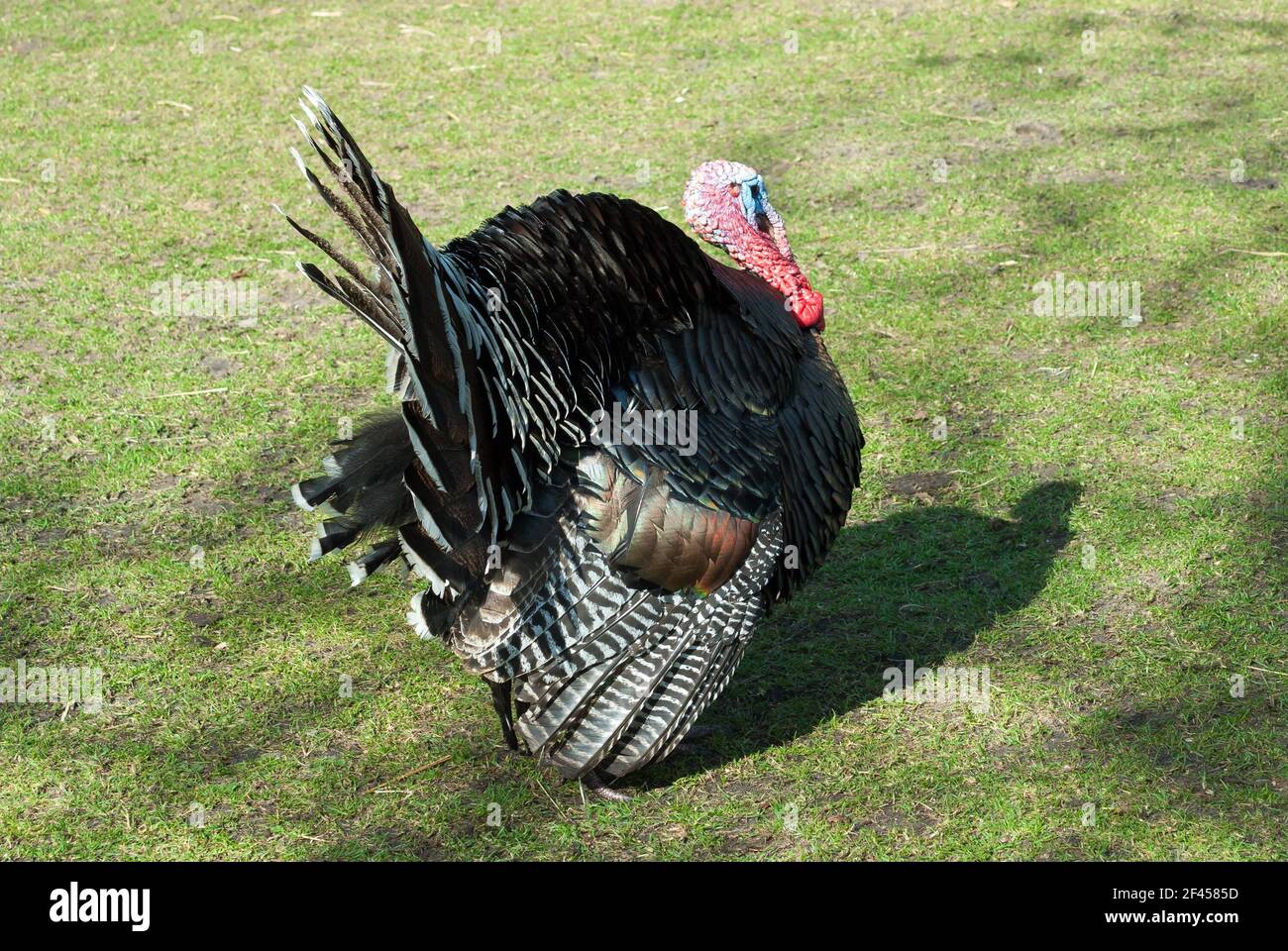 Turkey, Keukenhof, Netherlands Stock Photo - Alamy
