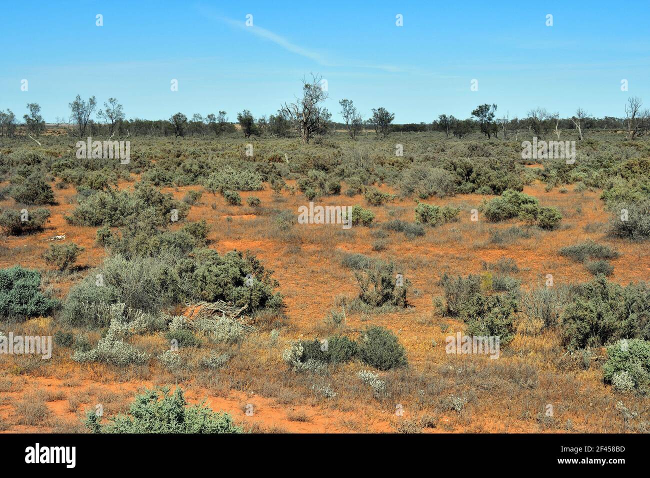 Bushland vegetation hi-res stock photography and images - Alamy