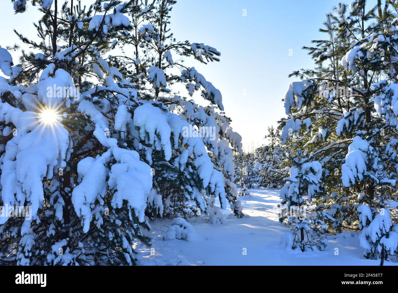 Pine and fir forest covered with snow after strong snowfall. Green pine ...