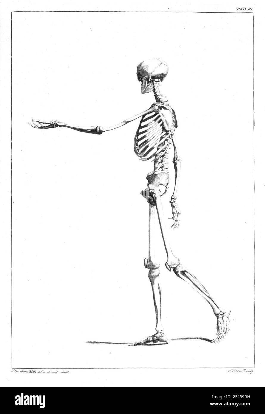 Lateral view skull Cut Out Stock Images & Pictures - Alamy