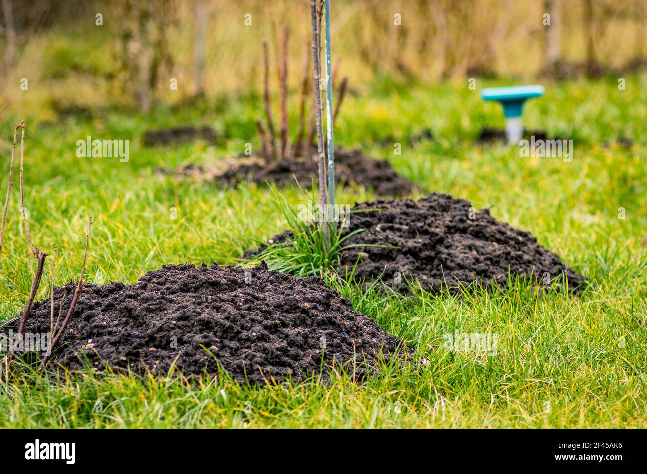 A mole lawn with mounds Stock Photo - Alamy