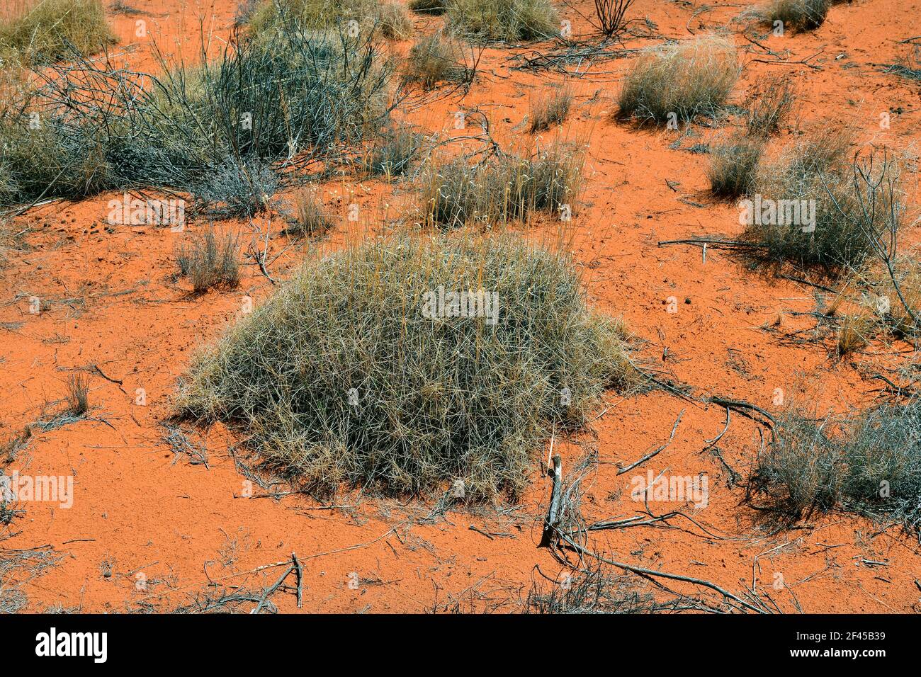 Spinifex plant australia hi-res stock photography and images - Alamy