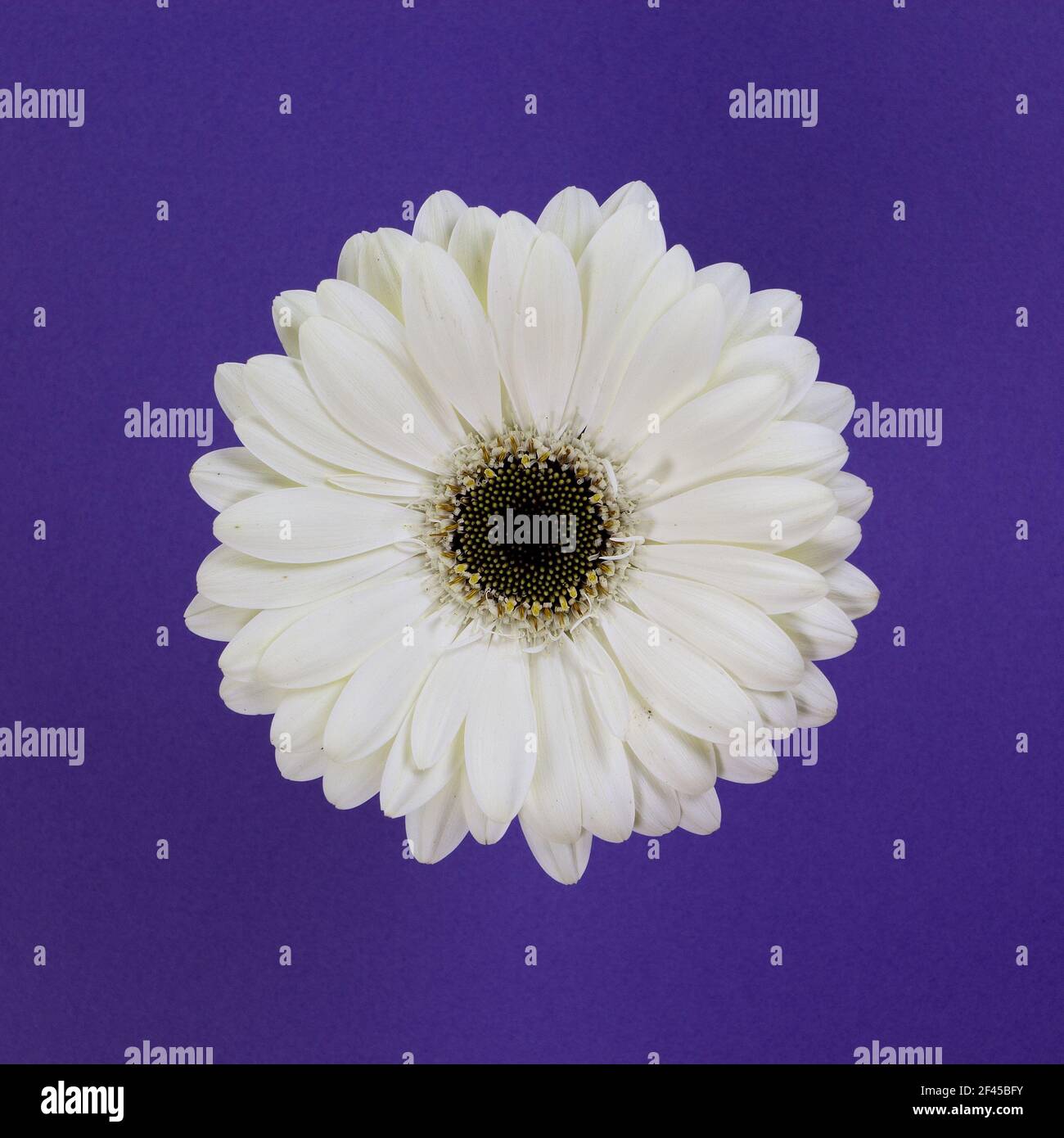 White gerbera flower hi-res stock photography and images - Alamy