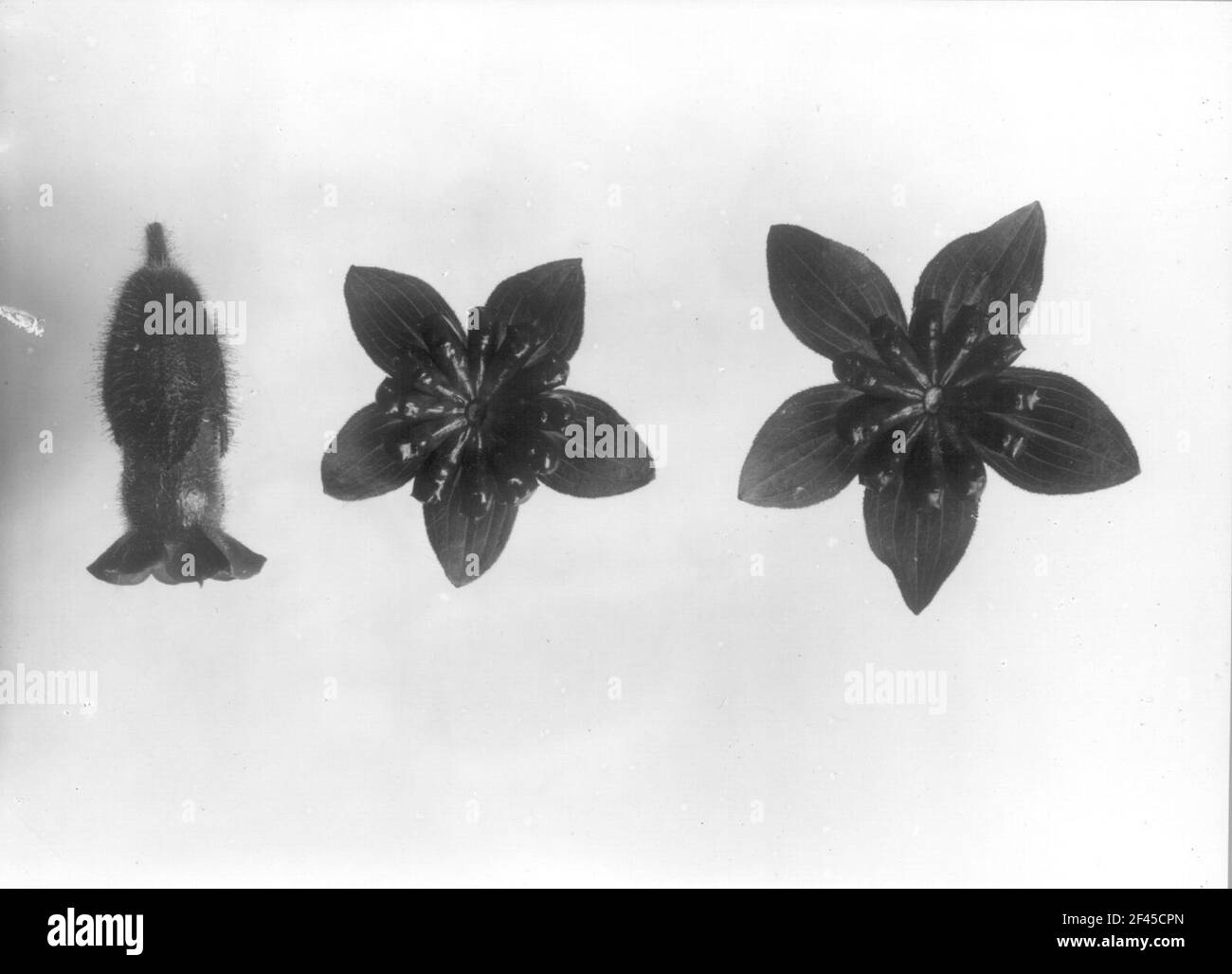 Plant study with inflorescence Stock Photo - Alamy