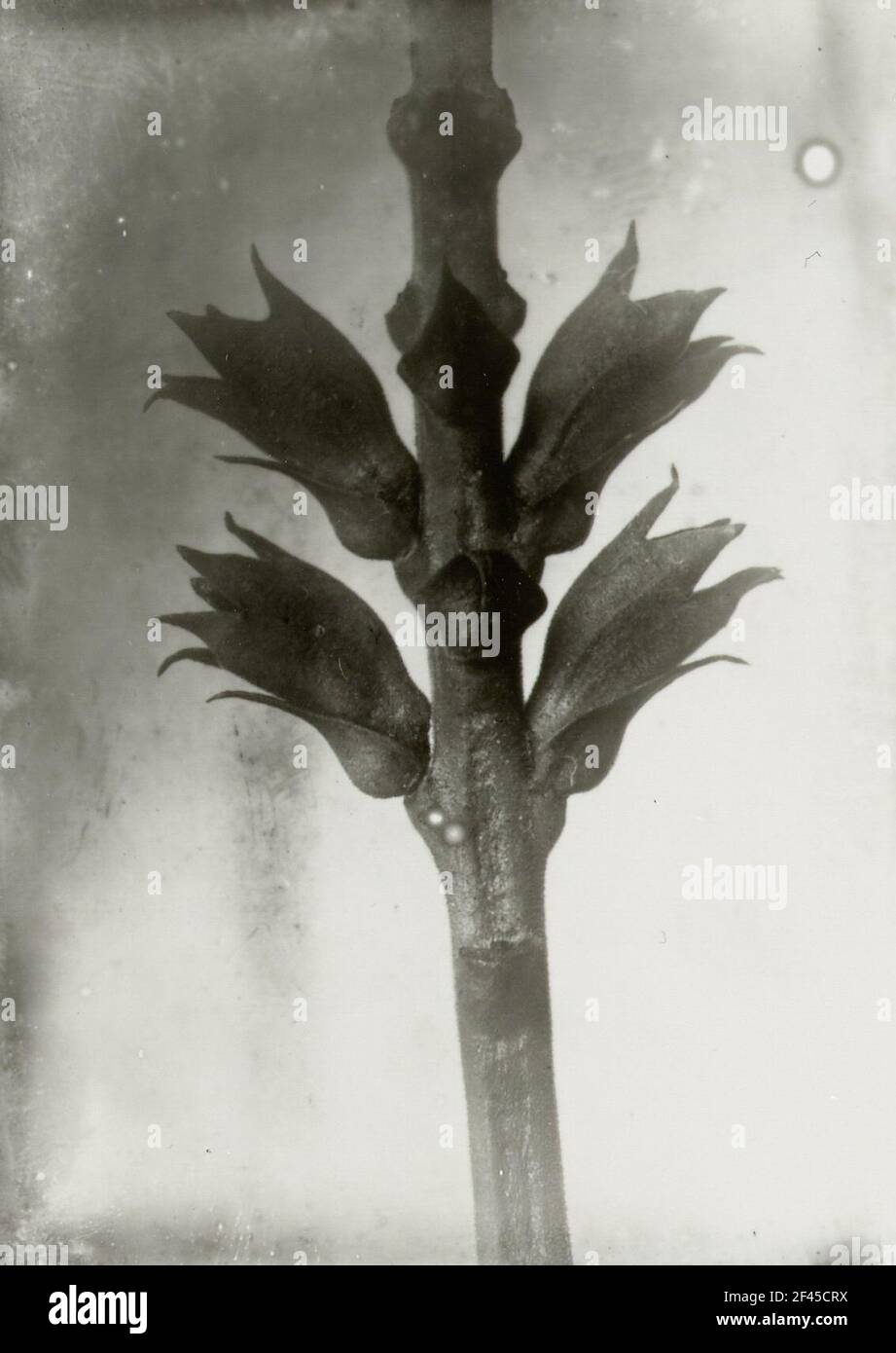 AST with flower buds of Physostegia Virginiana Stock Photo - Alamy